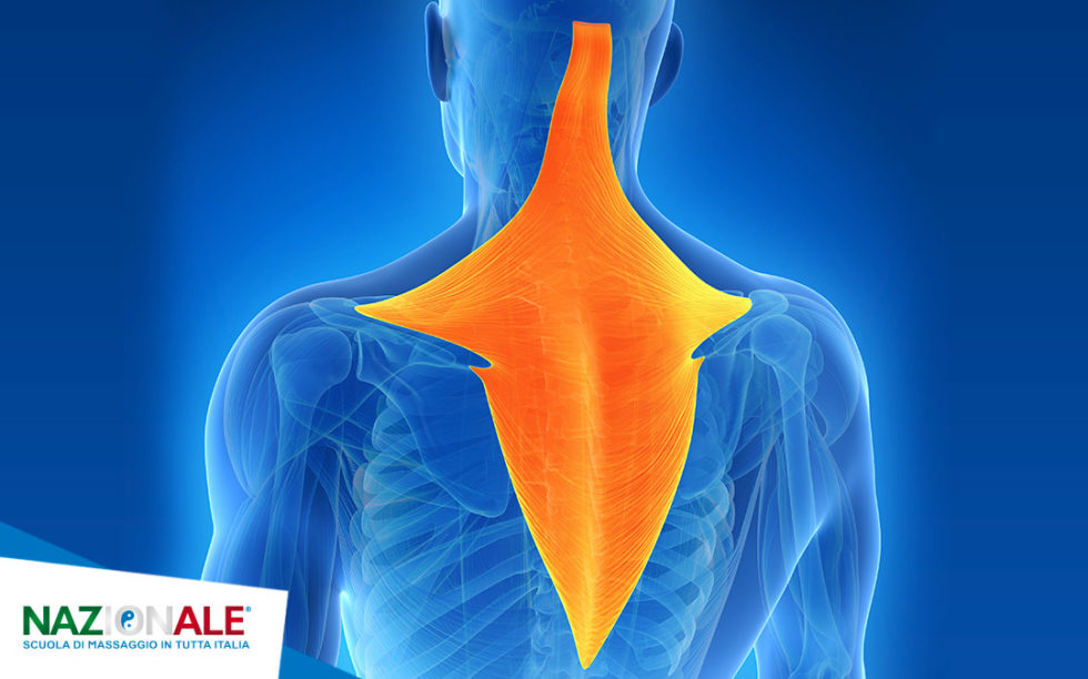 Muscolo Trapezio: Ecco Ciò che Devi Sapere | Nazionale